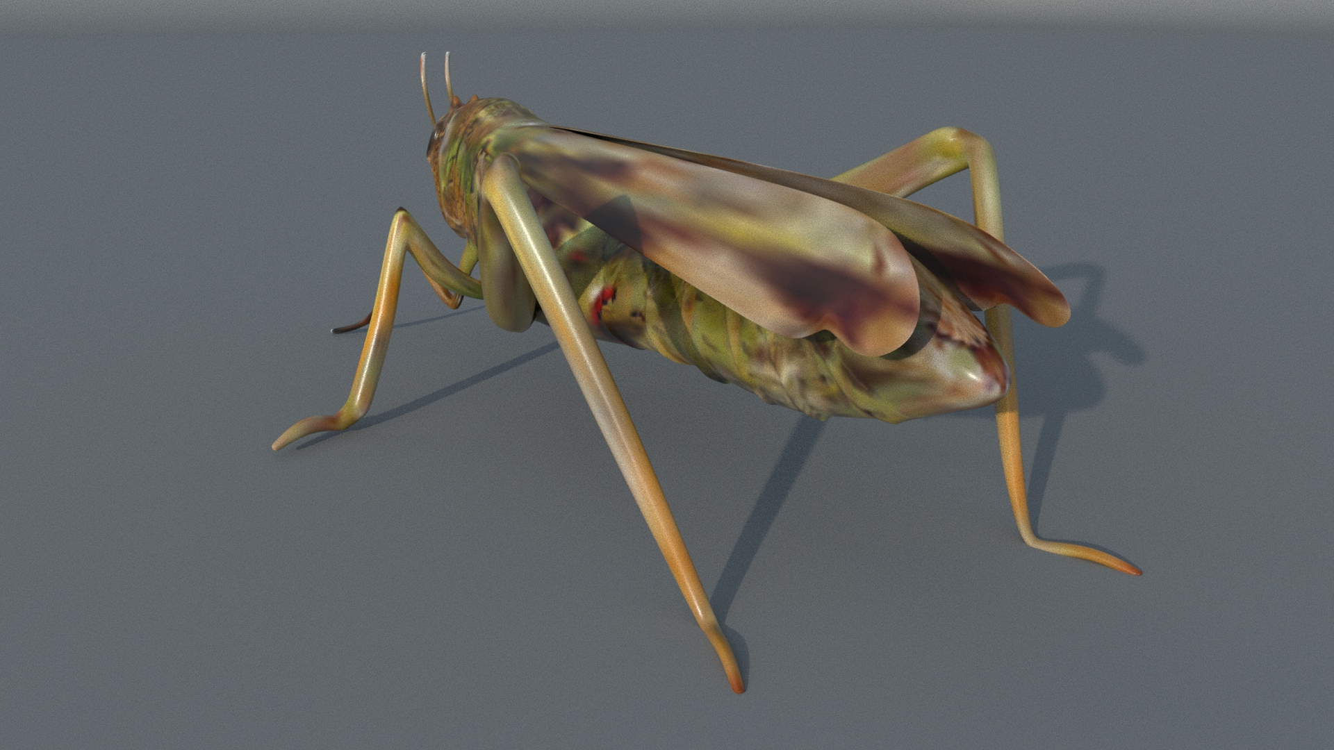 Locust 3D model - TurboSquid 1683236