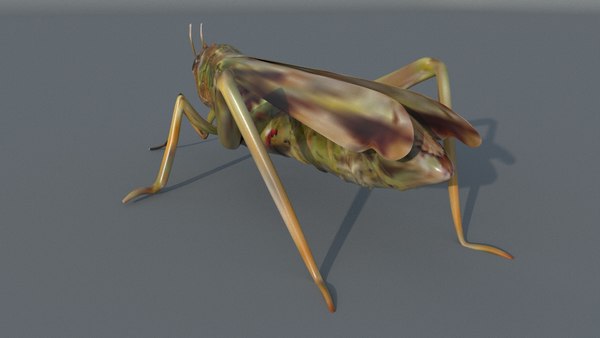 Locust 3D model - TurboSquid 1683236