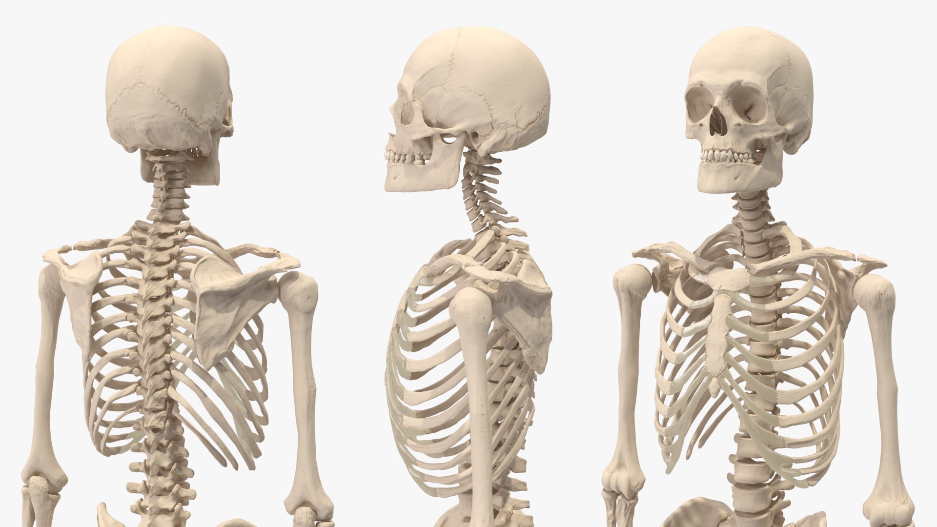 Human Male Skeleton Anatomy 3D - TurboSquid 2385630