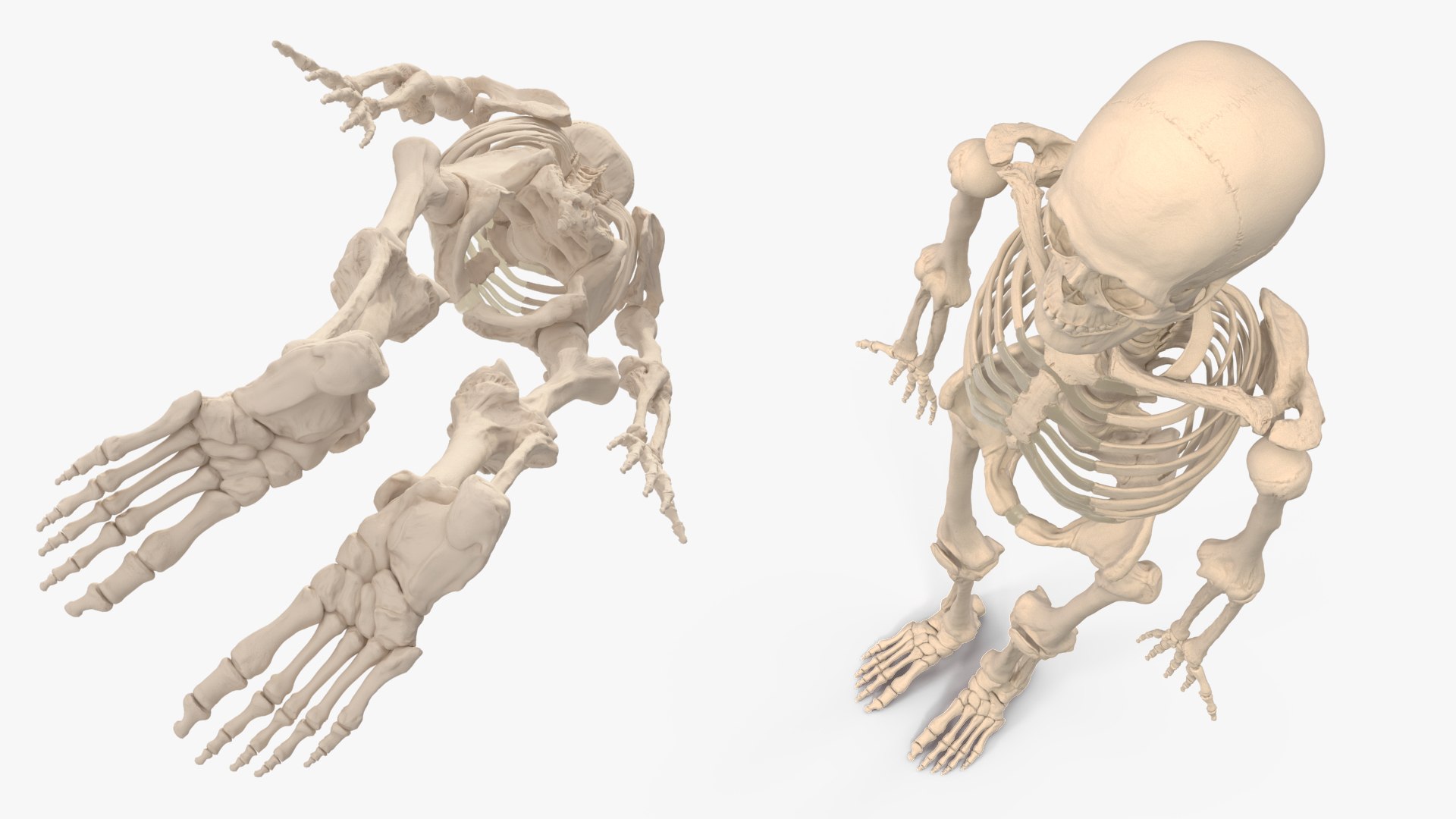 Human Male Skeleton Anatomy 3D - TurboSquid 2385630
