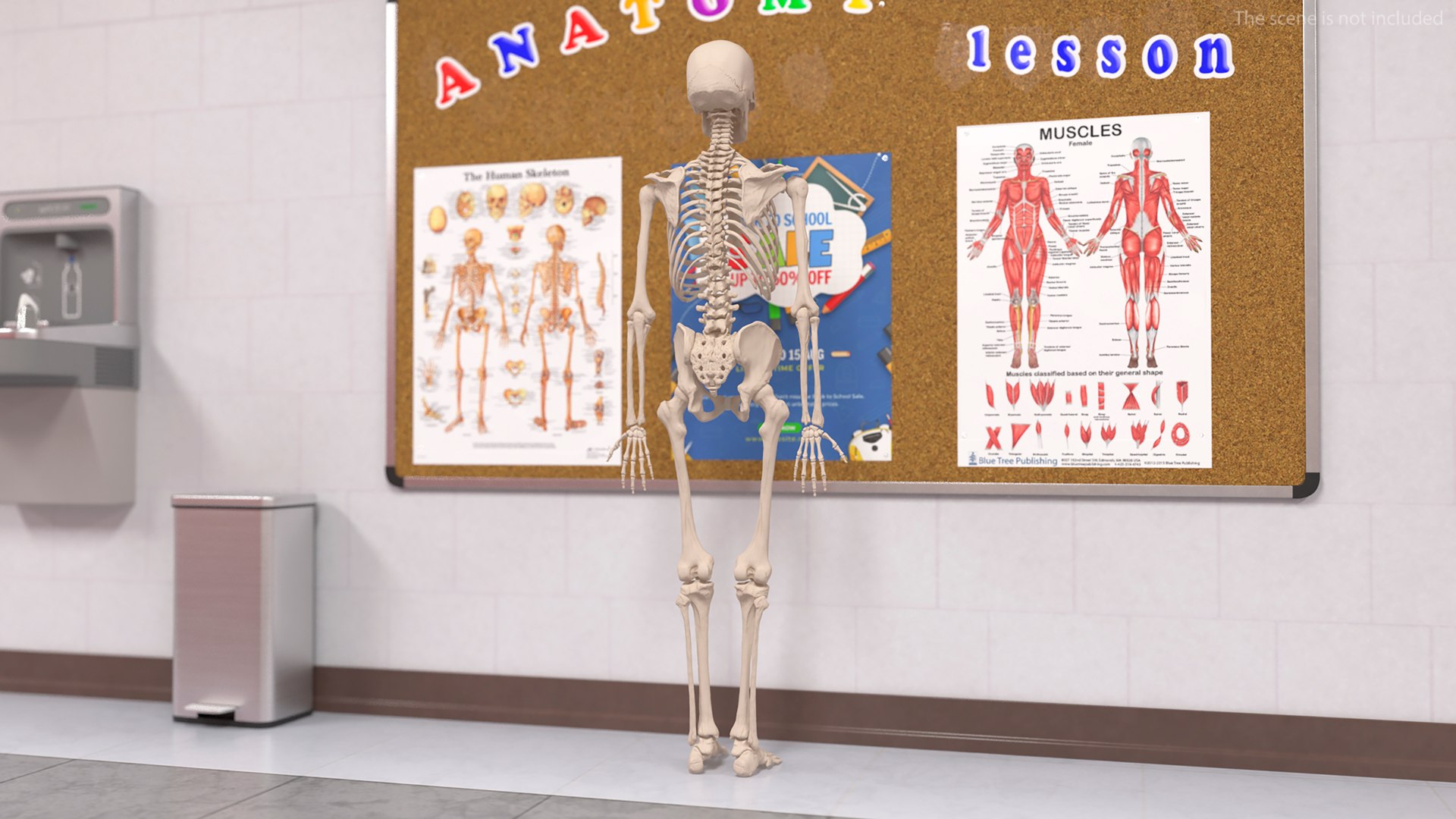 Human Male Skeleton Anatomy 3D - TurboSquid 2385630