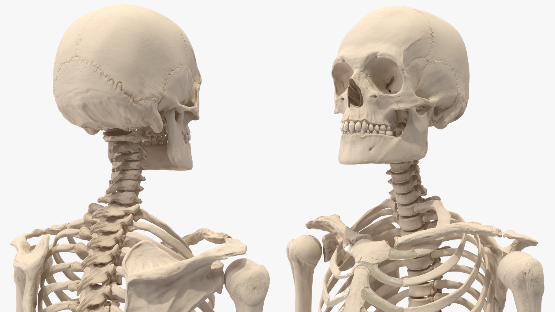Human Male Skeleton Anatomy 3D - TurboSquid 2385630