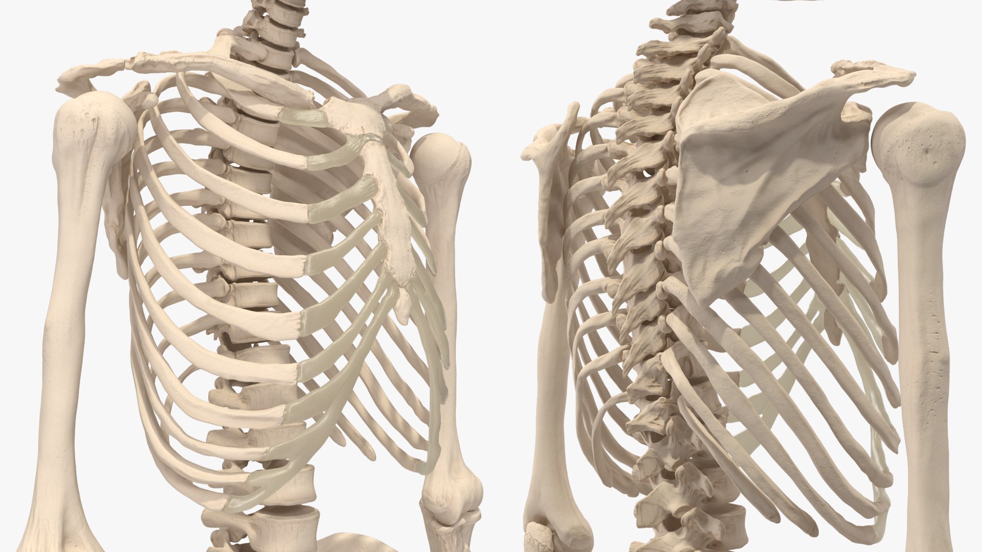 Human Male Skeleton Anatomy 3D - TurboSquid 2385630