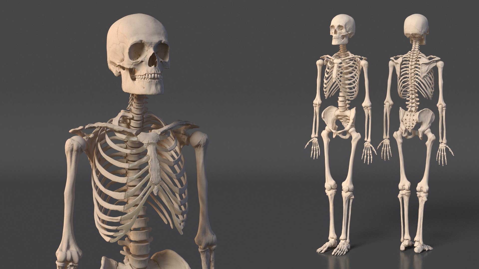 Human Male Skeleton Anatomy 3D - TurboSquid 2385630