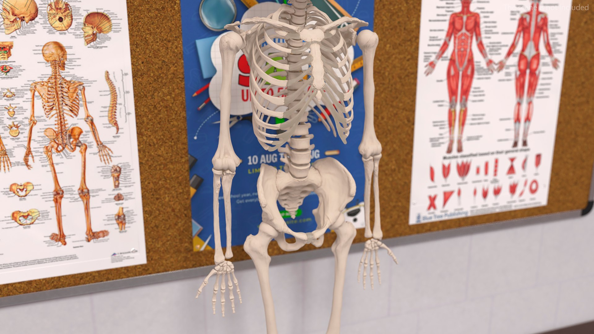 Human Male Skeleton Anatomy 3D - TurboSquid 2385630