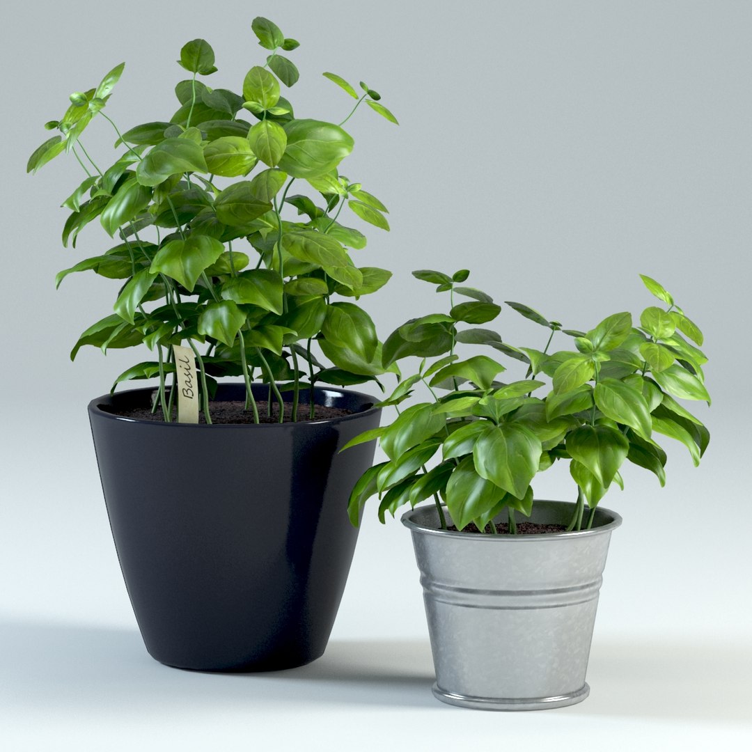 3D Photoreal Basil - TurboSquid 819176