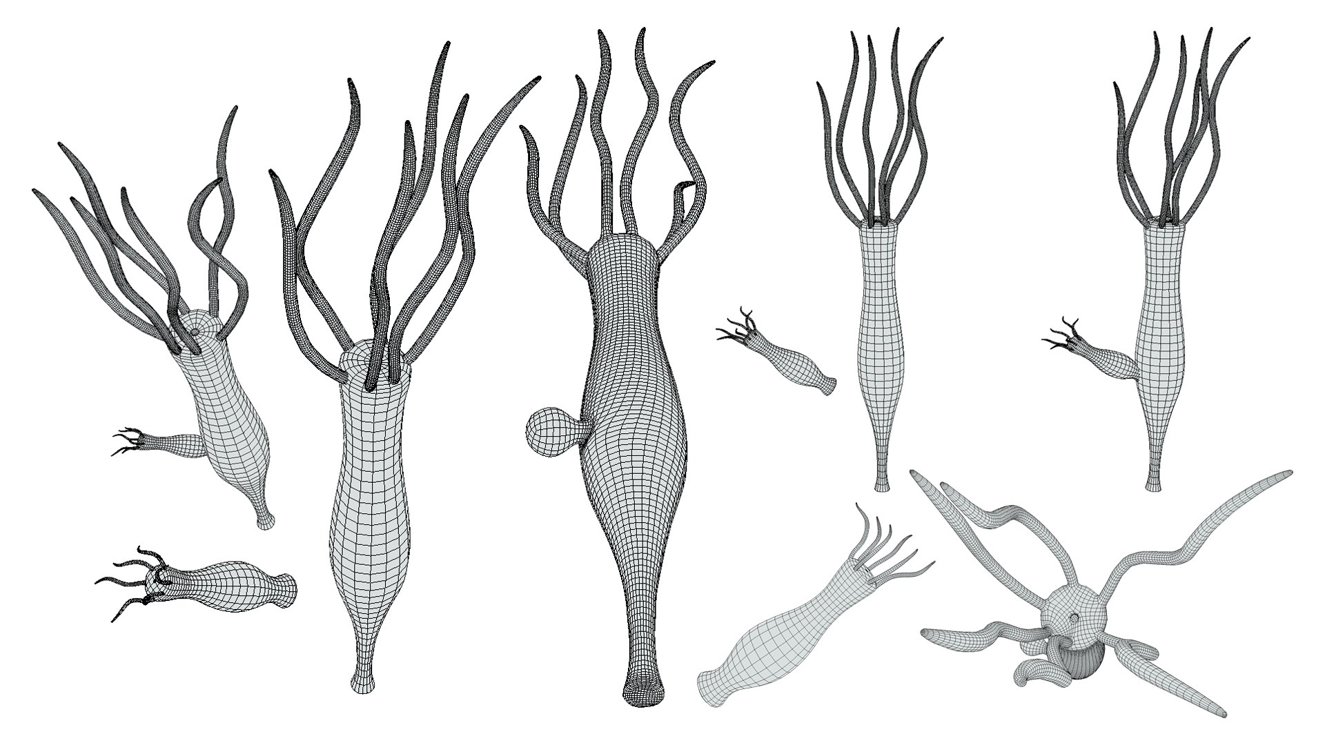 Hydra Gender And Ovary Stages 3D Model - TurboSquid 2148496