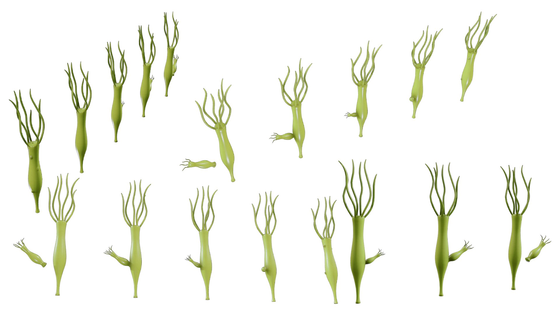 Hydra Gender And Ovary Stages 3D Model - TurboSquid 2148496