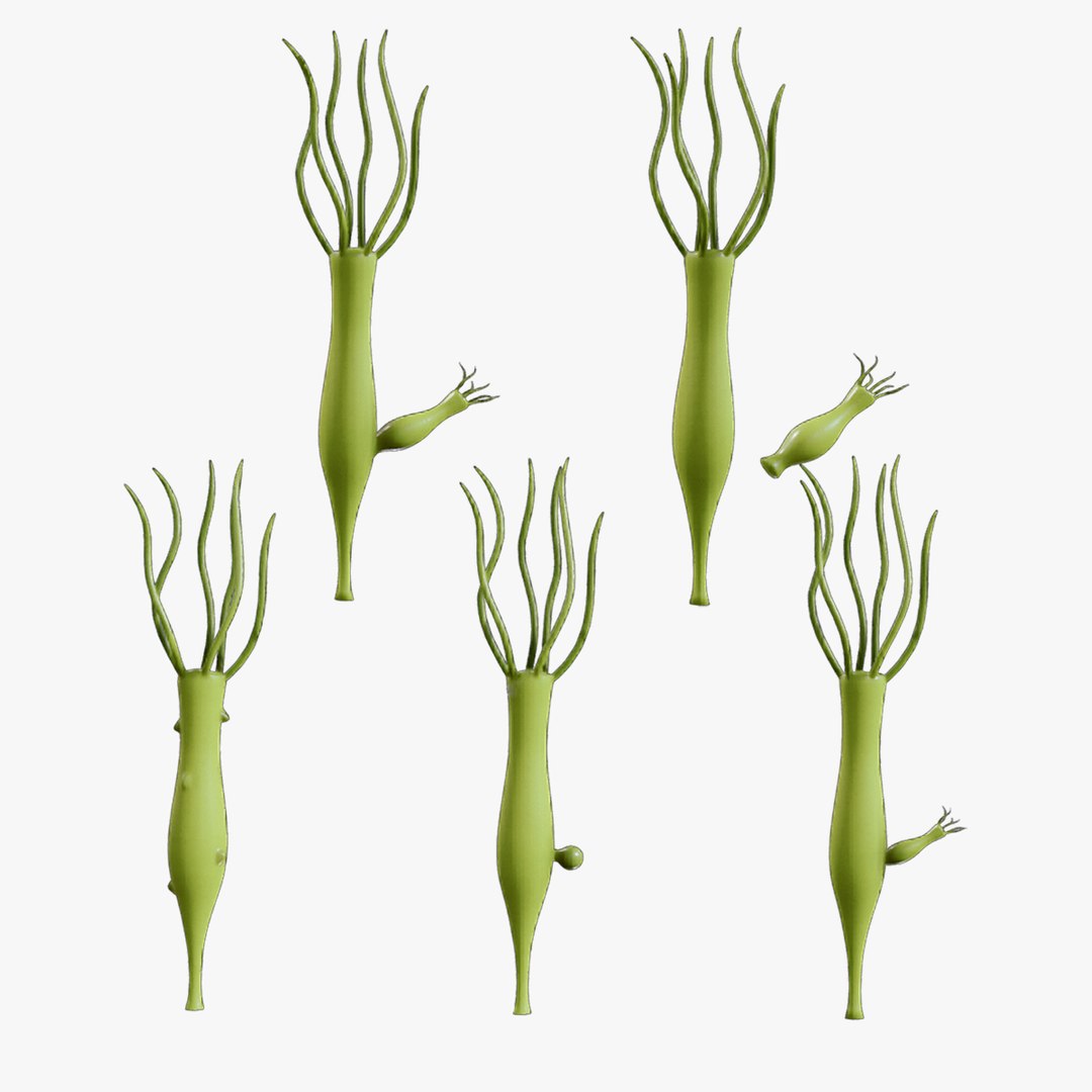 Hydra Gender And Ovary Stages 3D Model - TurboSquid 2148496