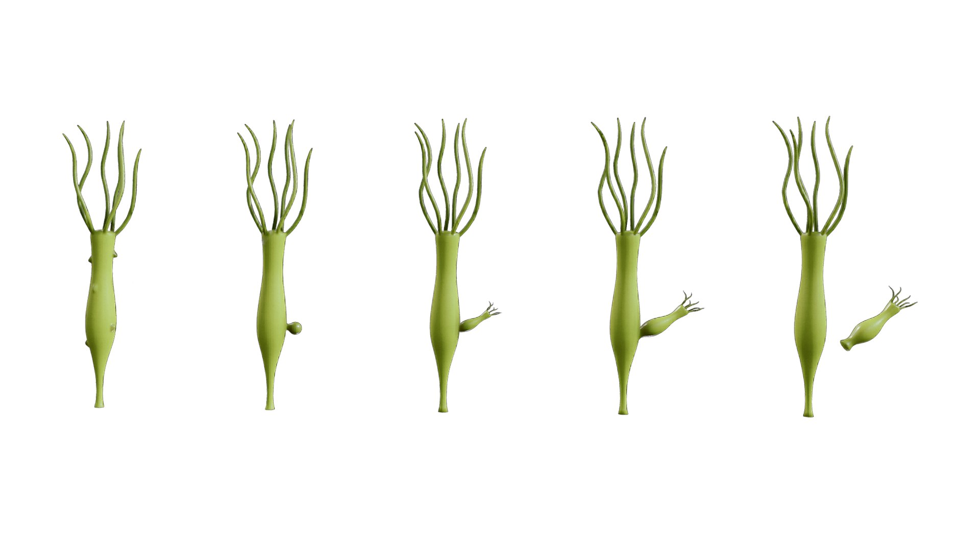 Hydra Gender And Ovary Stages 3D Model - TurboSquid 2148496