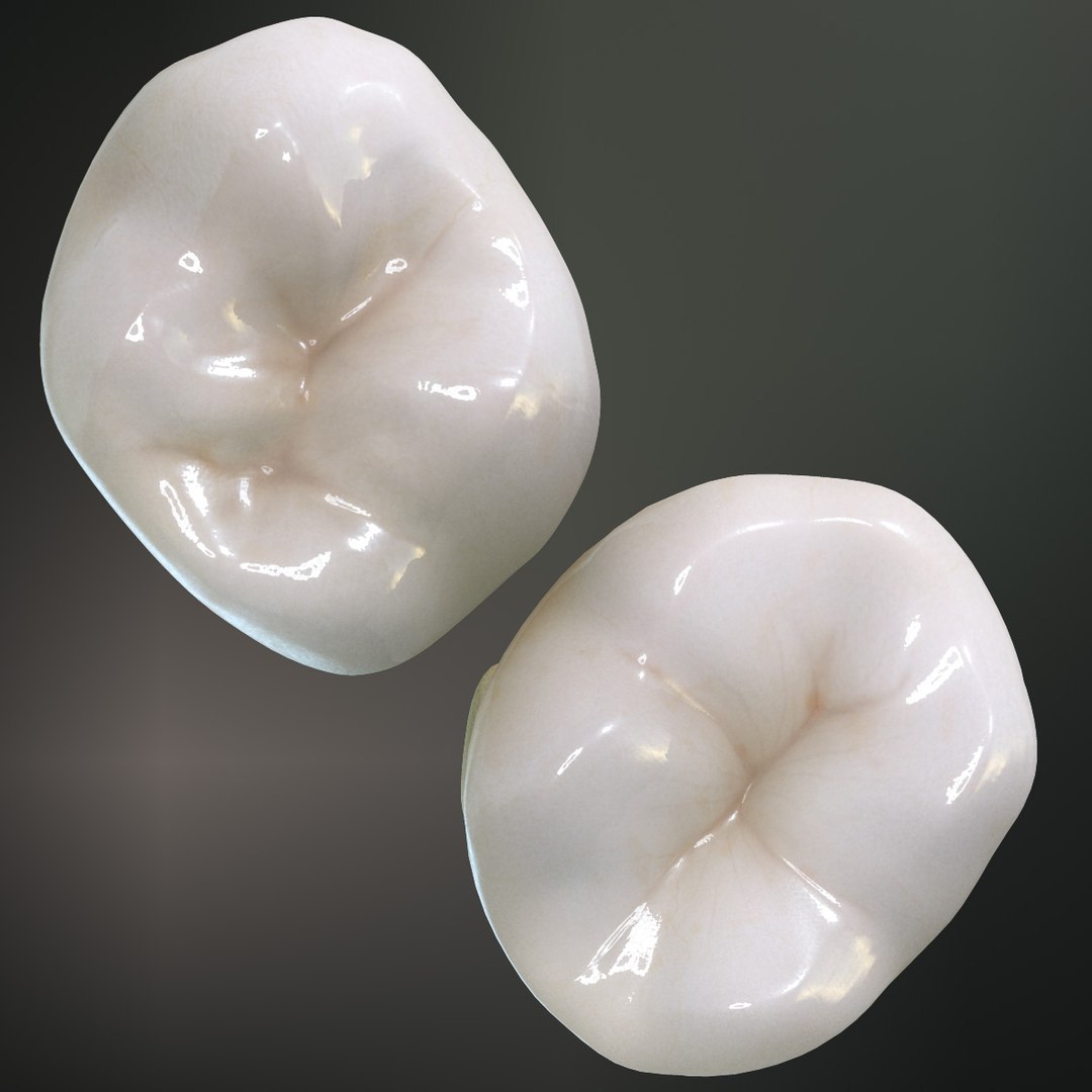 Max Teeth Molars Wisdoms