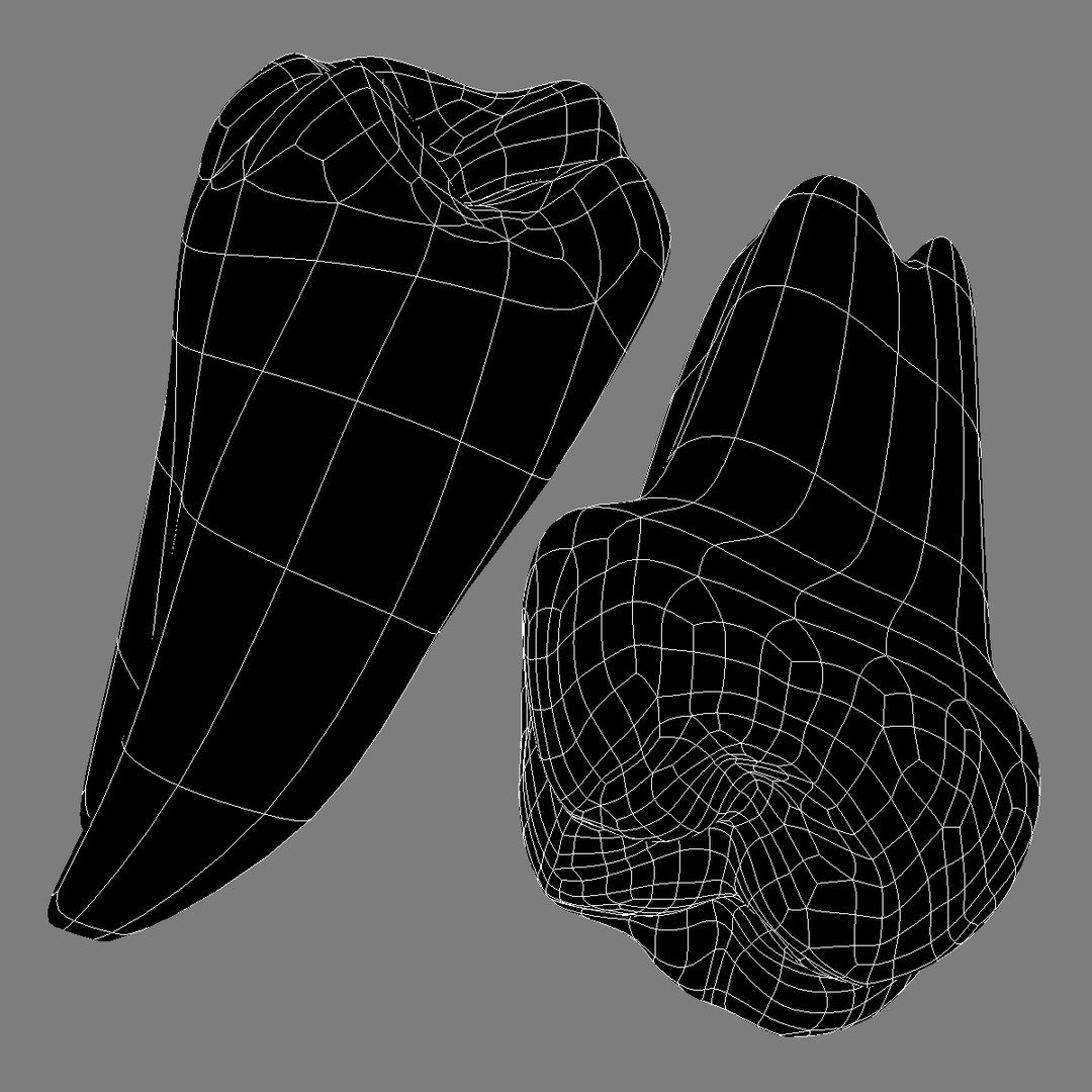 Max Teeth Molars Wisdoms