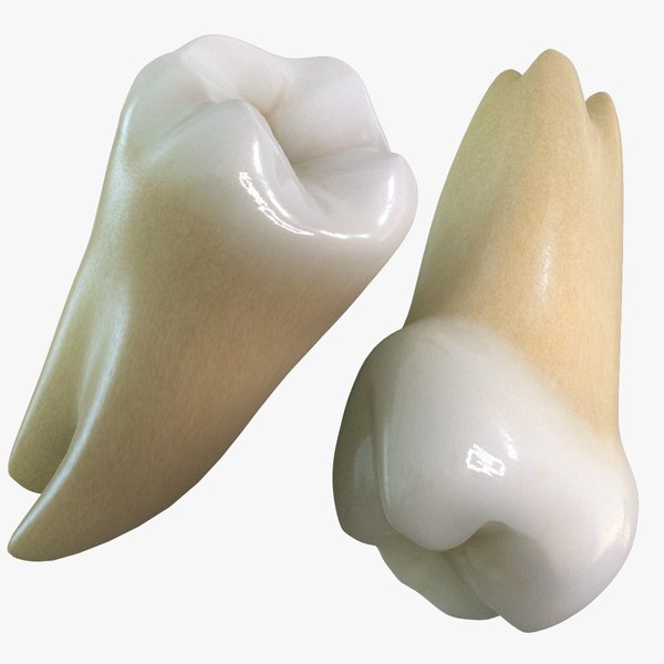 Animated 3D Teeth Models | TurboSquid