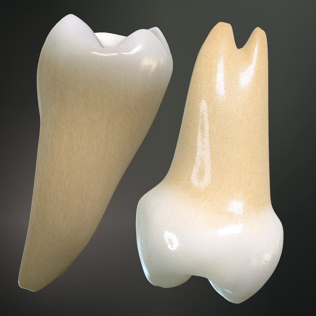 Max Teeth Molars Wisdoms