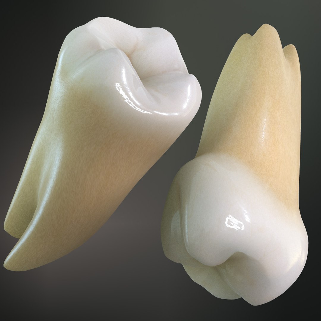 Max Teeth Molars Wisdoms