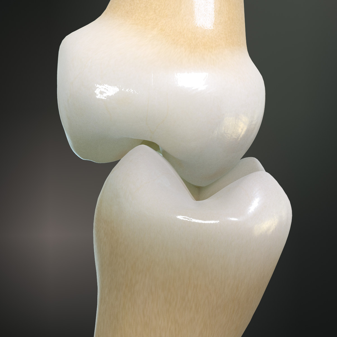 Max Teeth Molars Wisdoms