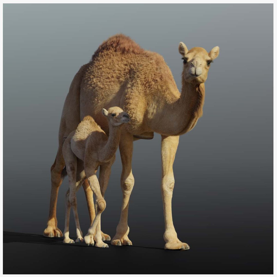 Camel rigging baby model - TurboSquid 1599195