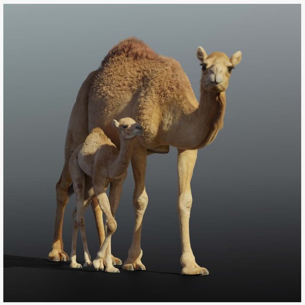 Camel 3D Models for Download | TurboSquid