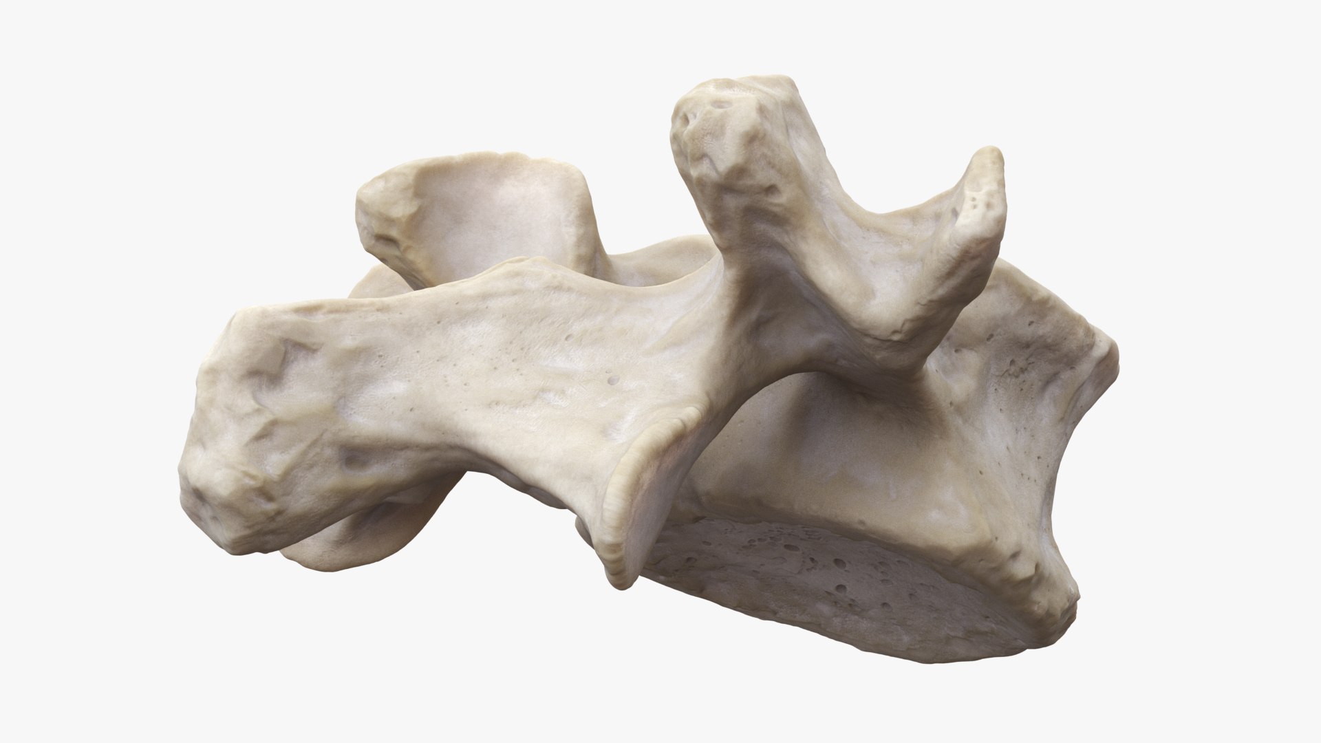 Rigged spine vertebra 3D model - TurboSquid 1655787