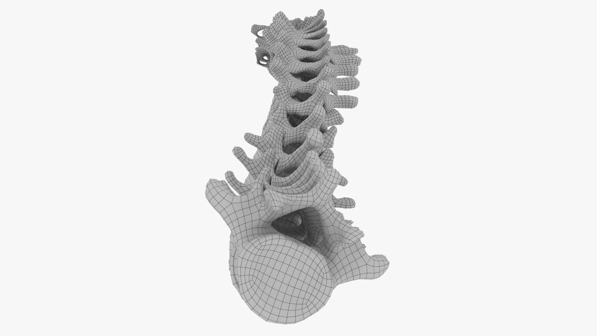 Rigged spine vertebra 3D model - TurboSquid 1655787