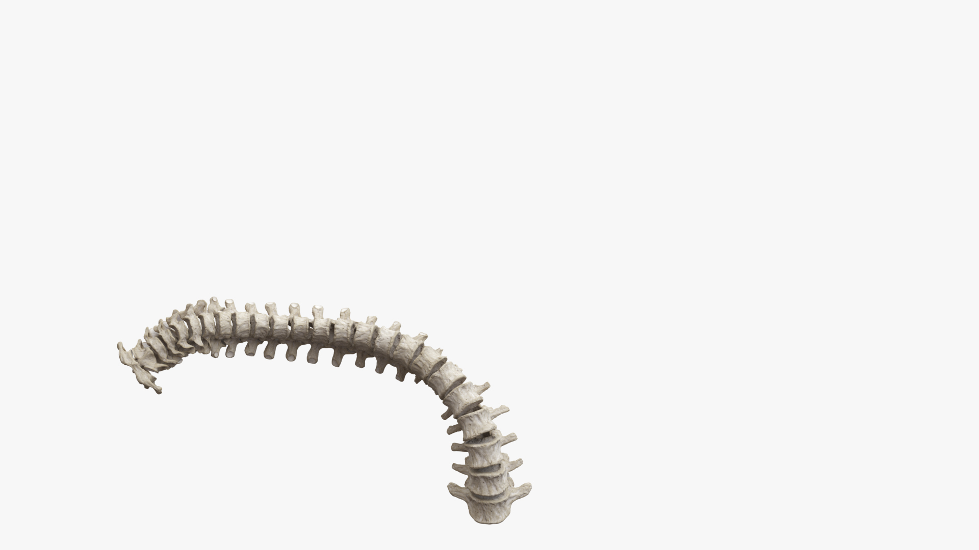 Rigged spine vertebra 3D model - TurboSquid 1655787