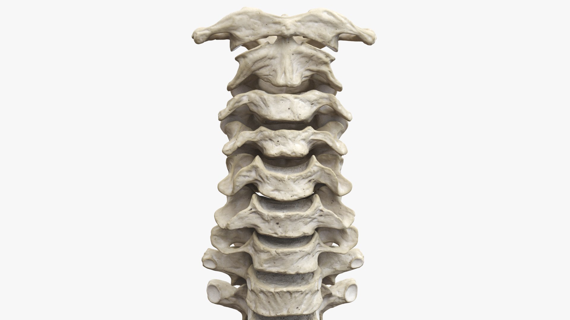 Rigged spine vertebra 3D model - TurboSquid 1655787