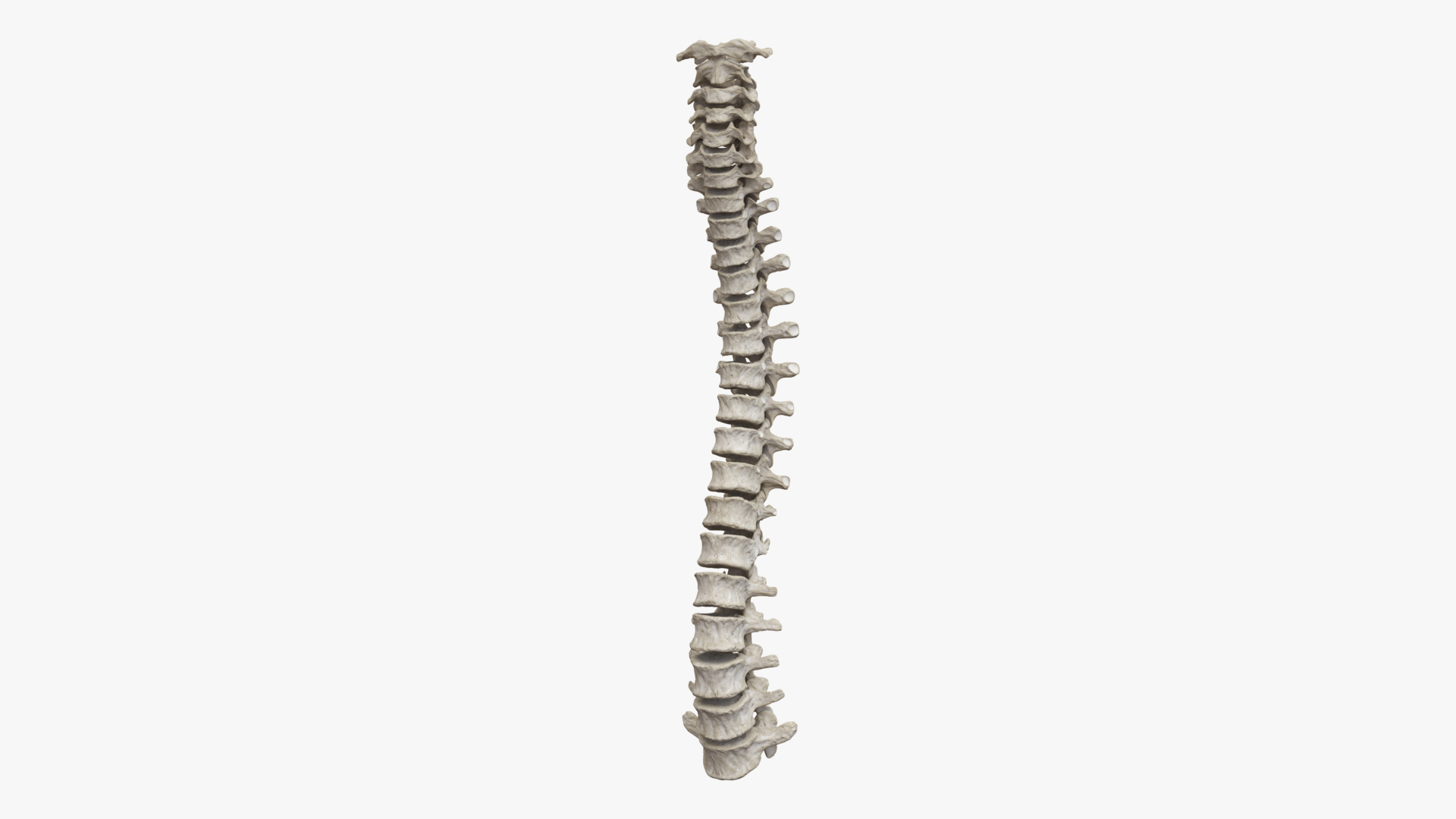 Rigged spine vertebra 3D model - TurboSquid 1655787