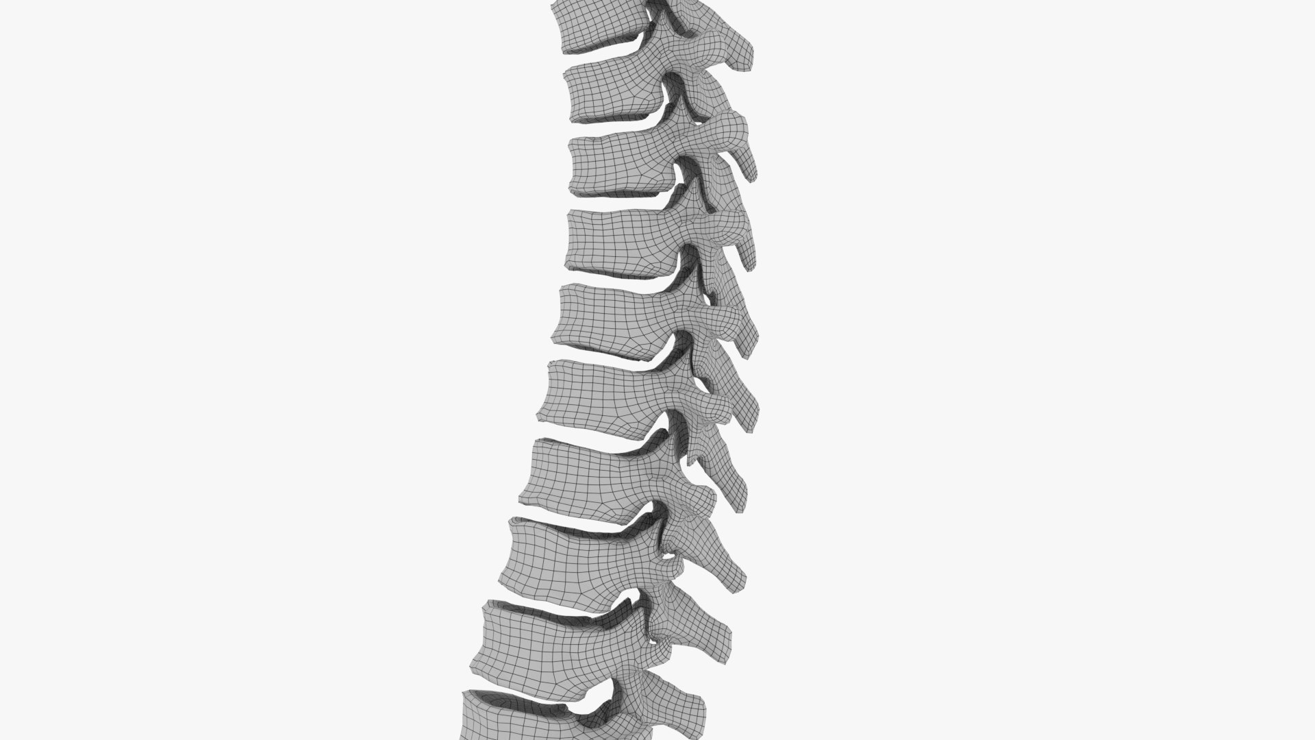 Rigged spine vertebra 3D model - TurboSquid 1655787