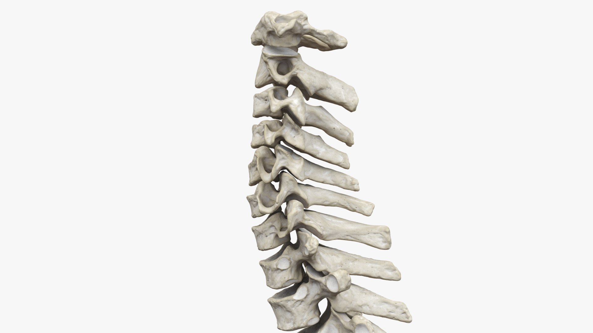 Rigged spine vertebra 3D model - TurboSquid 1655787