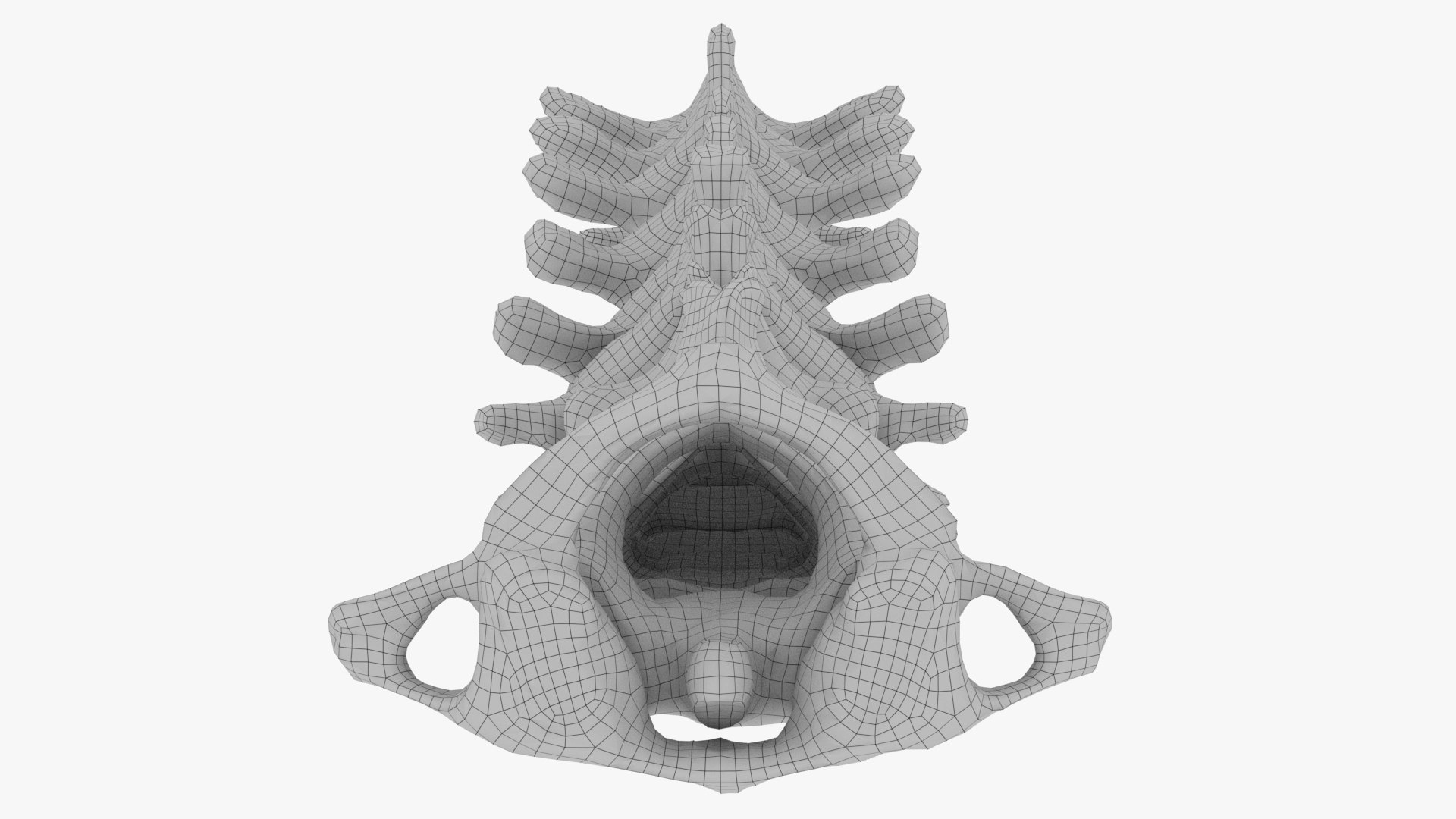 Rigged spine vertebra 3D model - TurboSquid 1655787