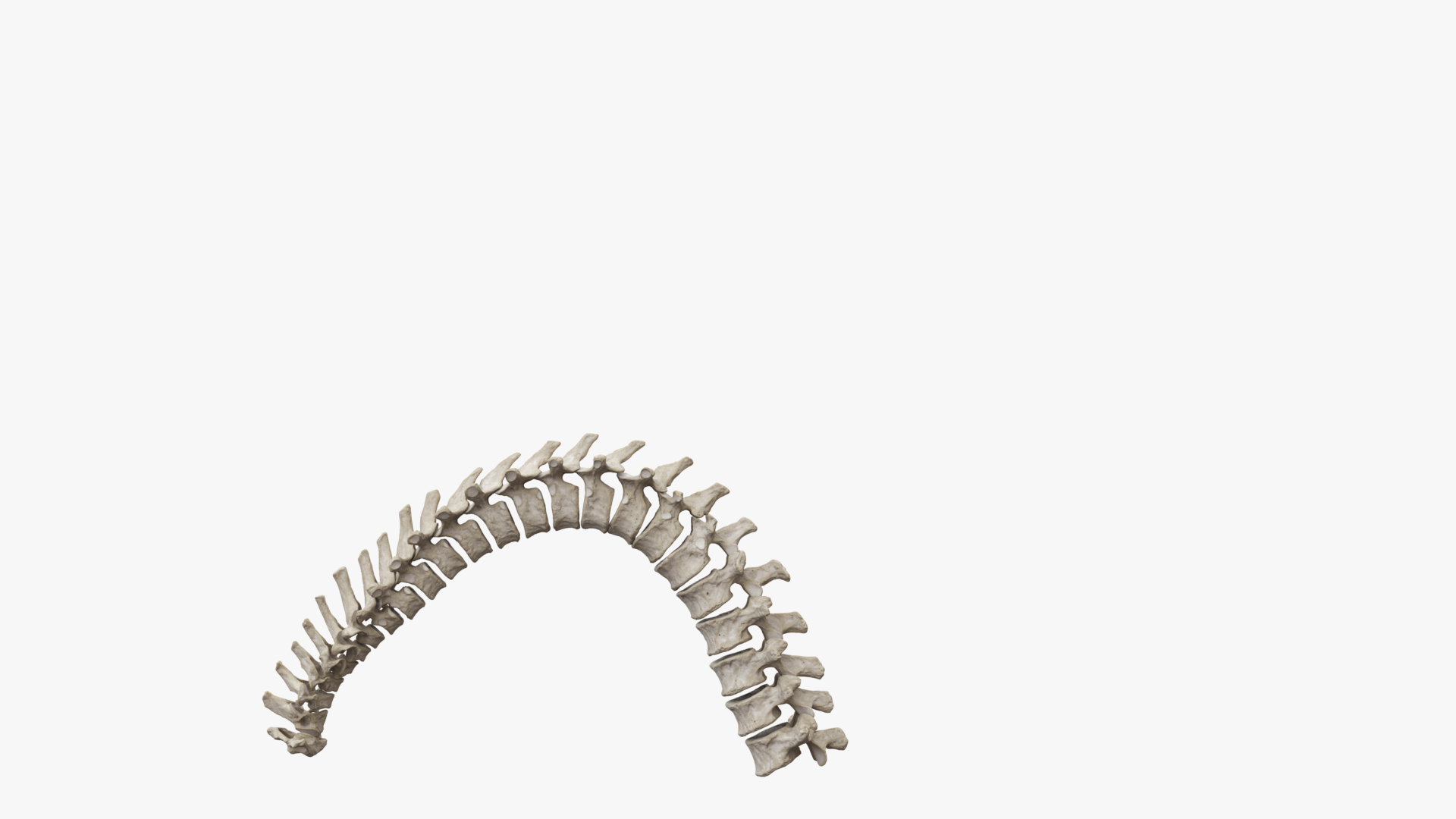 Rigged spine vertebra 3D model - TurboSquid 1655787