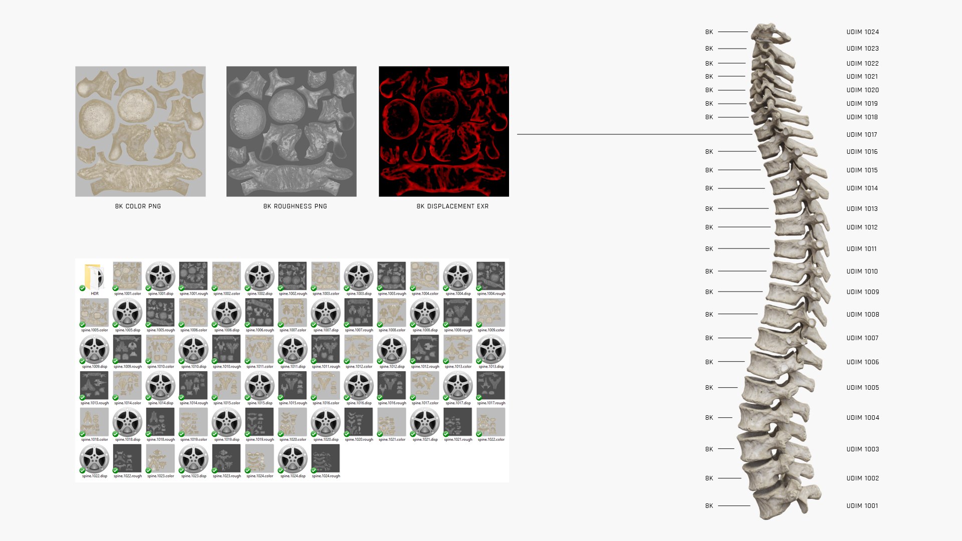 Rigged spine vertebra 3D model - TurboSquid 1655787