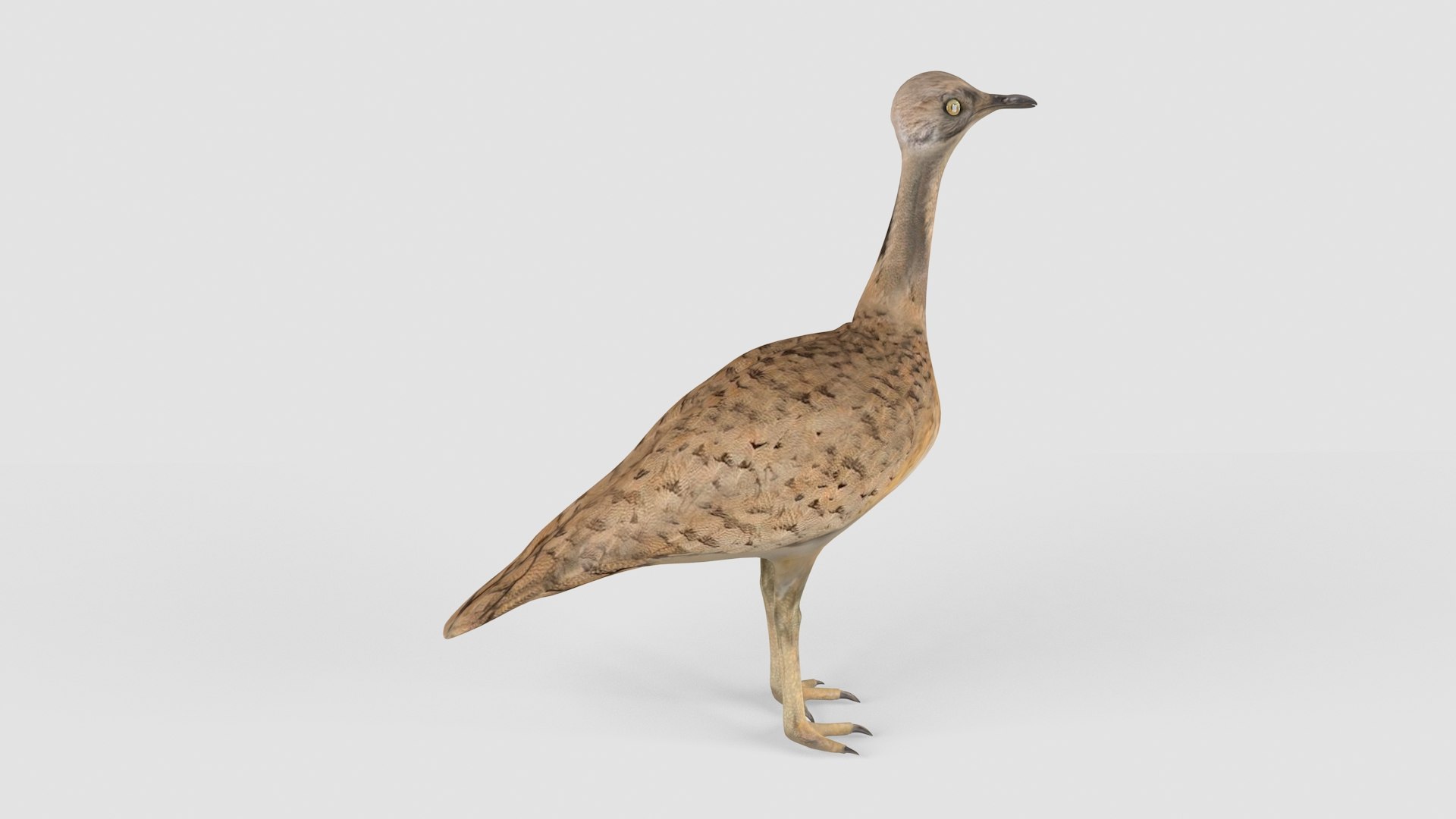3D Houbara - TurboSquid 1740999