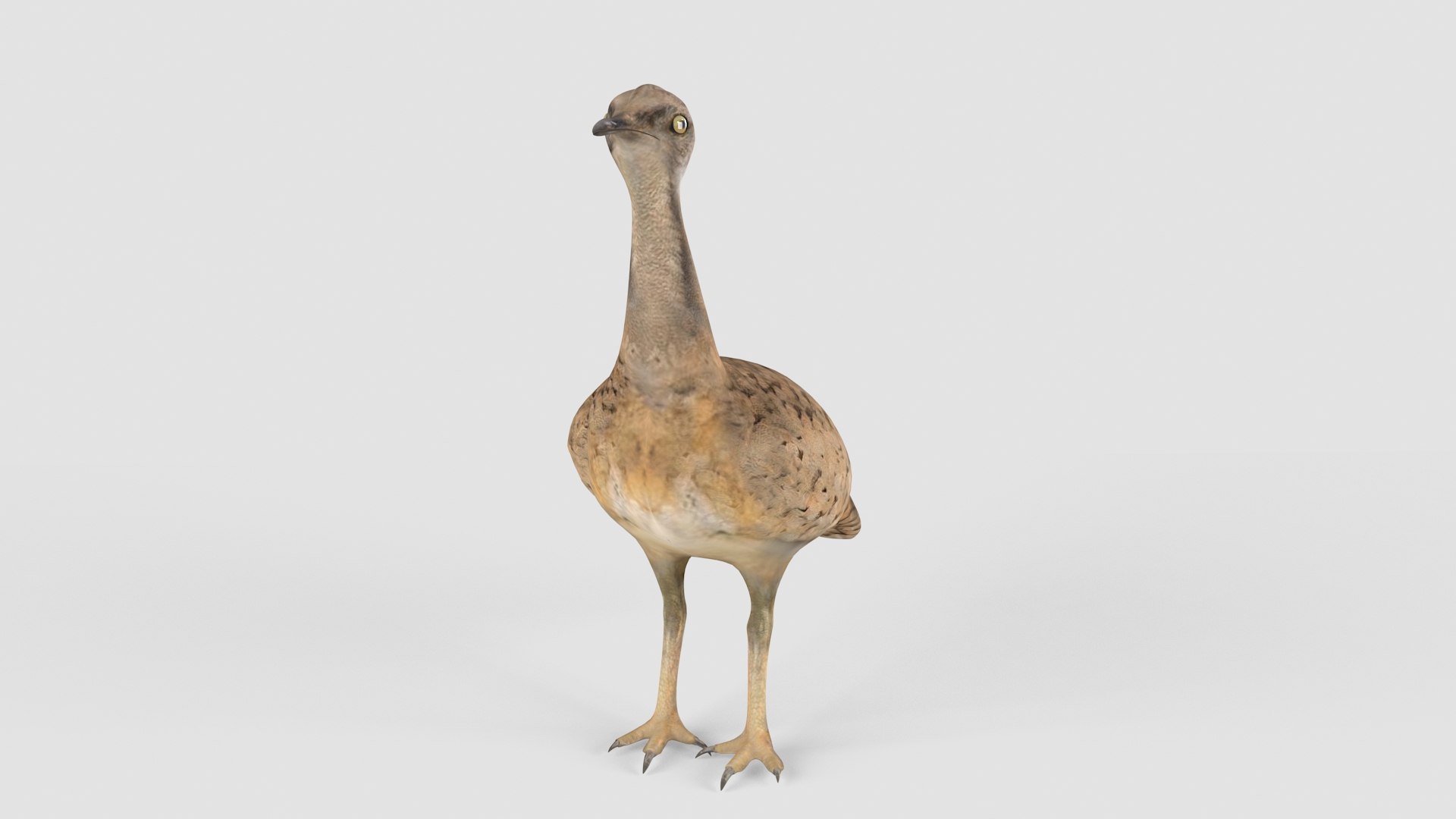 3D Houbara - TurboSquid 1740999