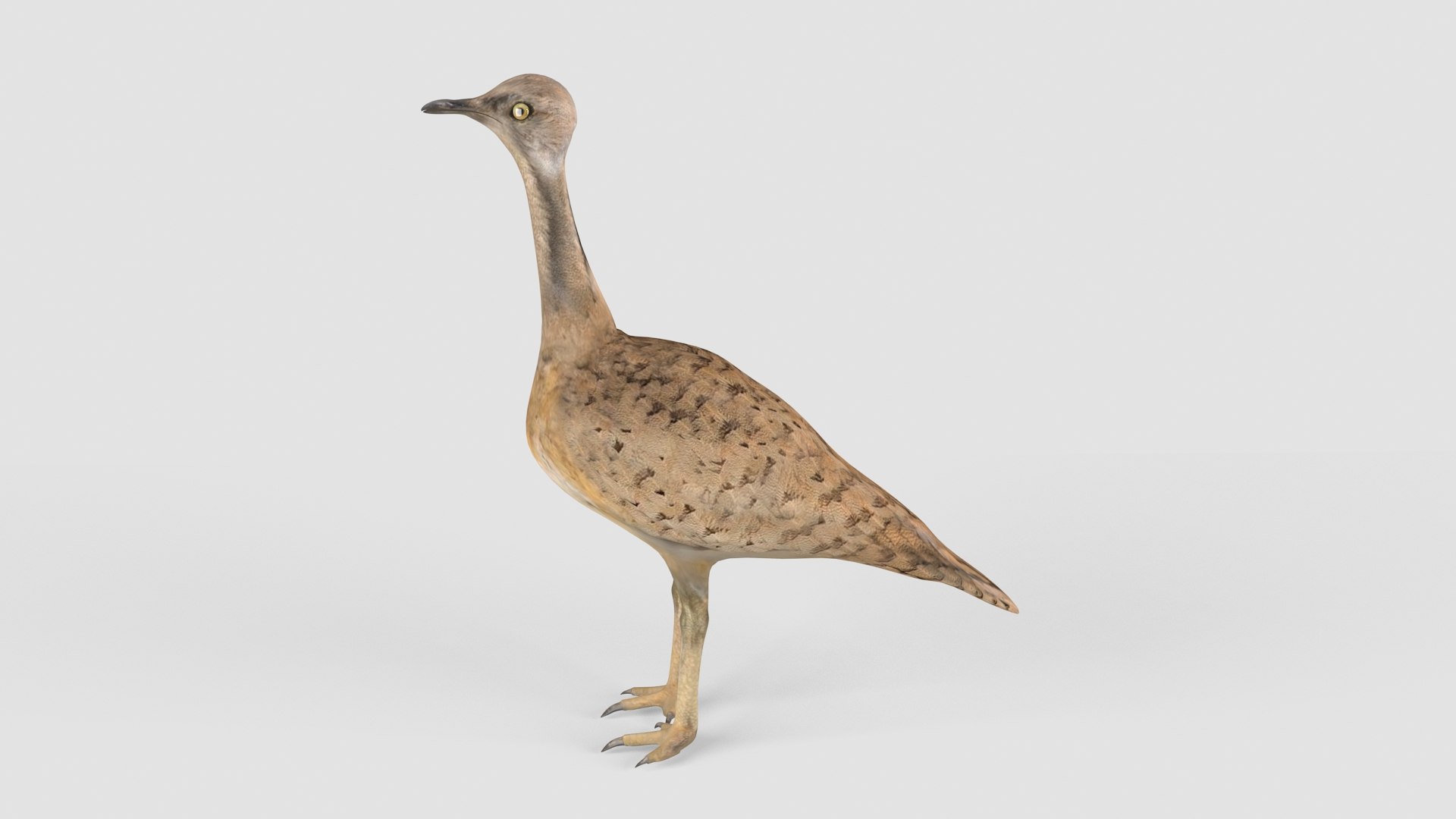 3D Houbara - TurboSquid 1740999
