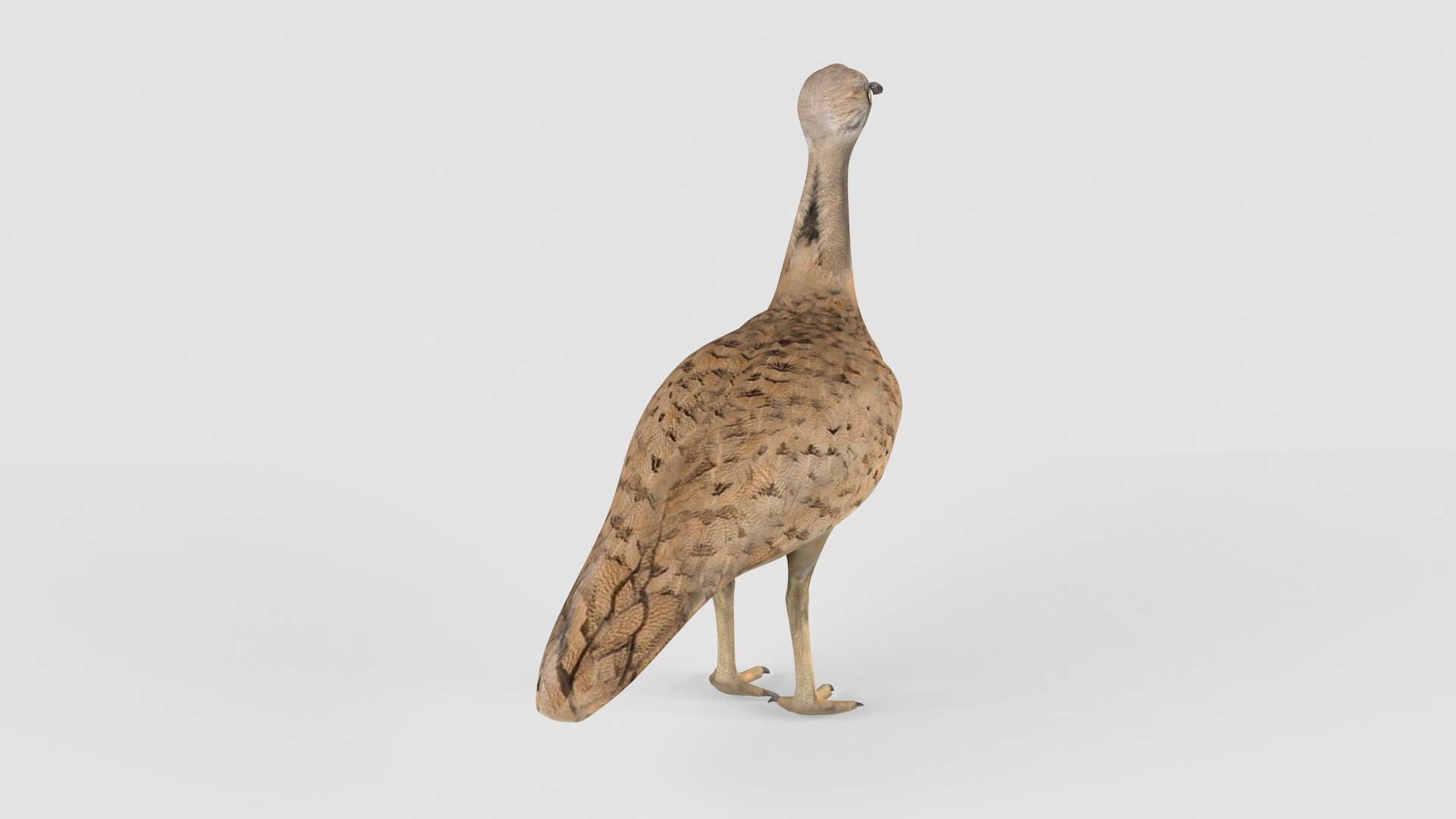 3D Houbara - TurboSquid 1740999