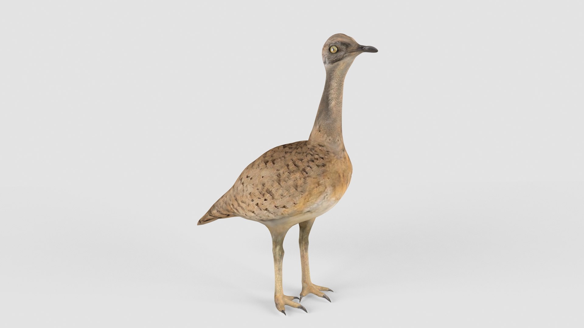 3D Houbara - TurboSquid 1740999