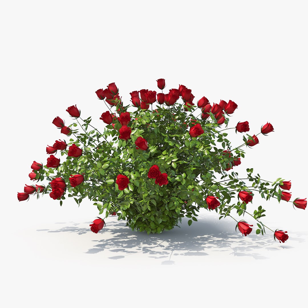 3D Rose Bush - TurboSquid 1320048