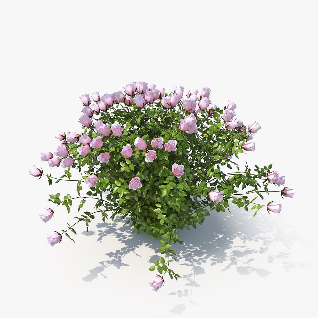 3D Rose Bush - TurboSquid 1320048