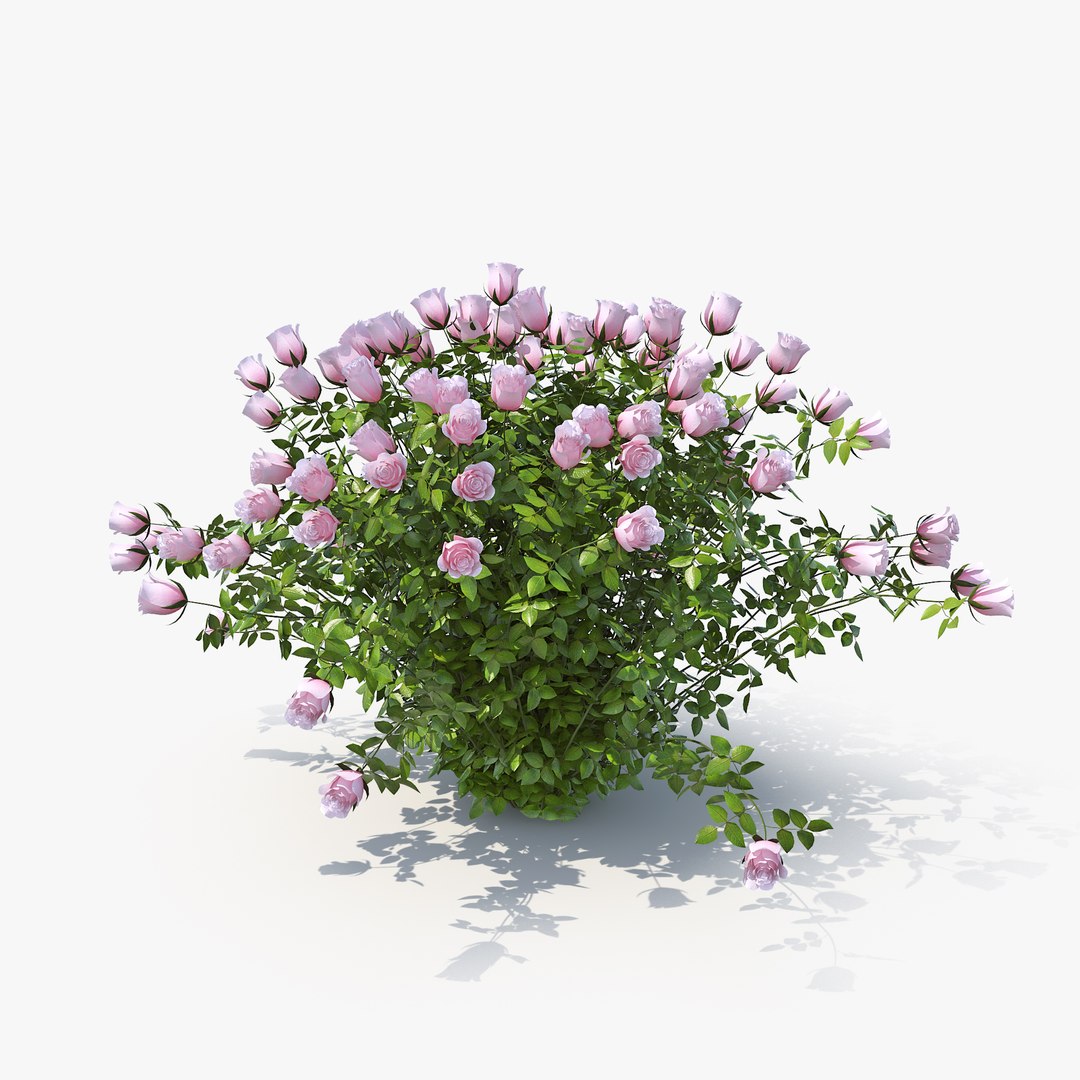 3D Rose Bush - TurboSquid 1320048