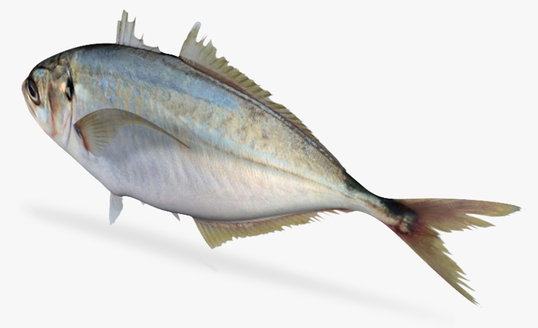 pacific bumper ma