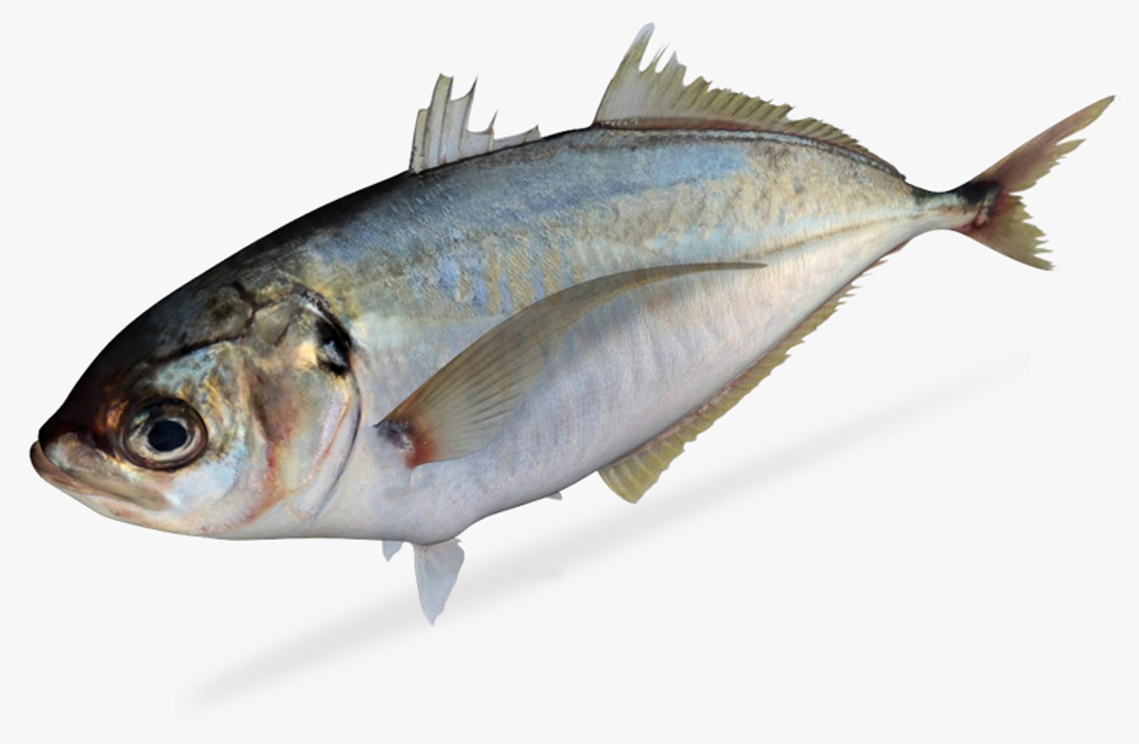 pacific bumper ma