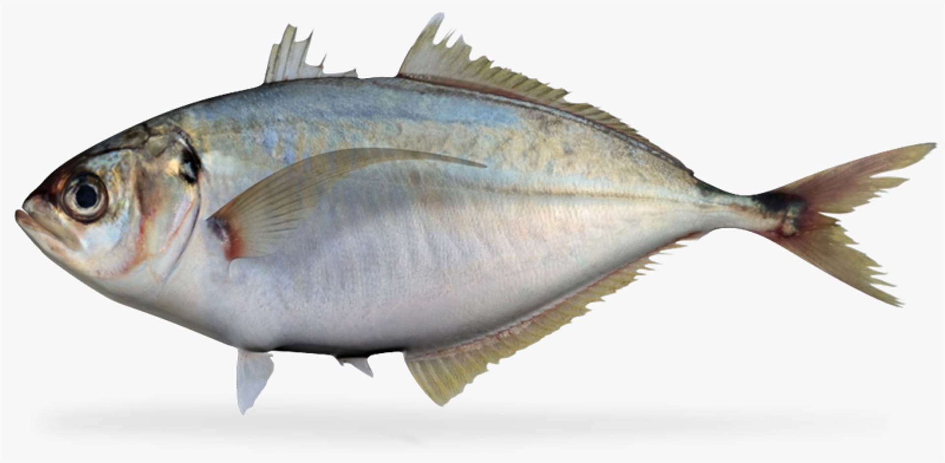 pacific bumper ma