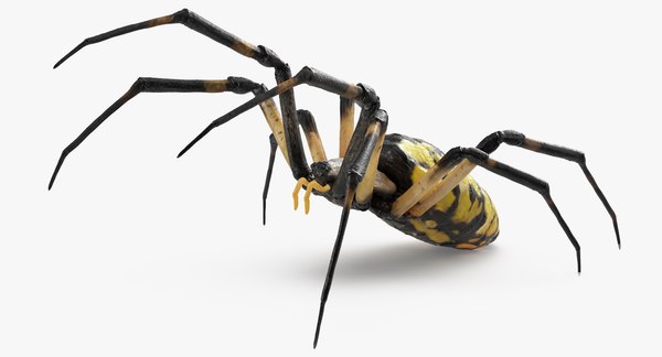 Writing spider 3D - TurboSquid 1187127