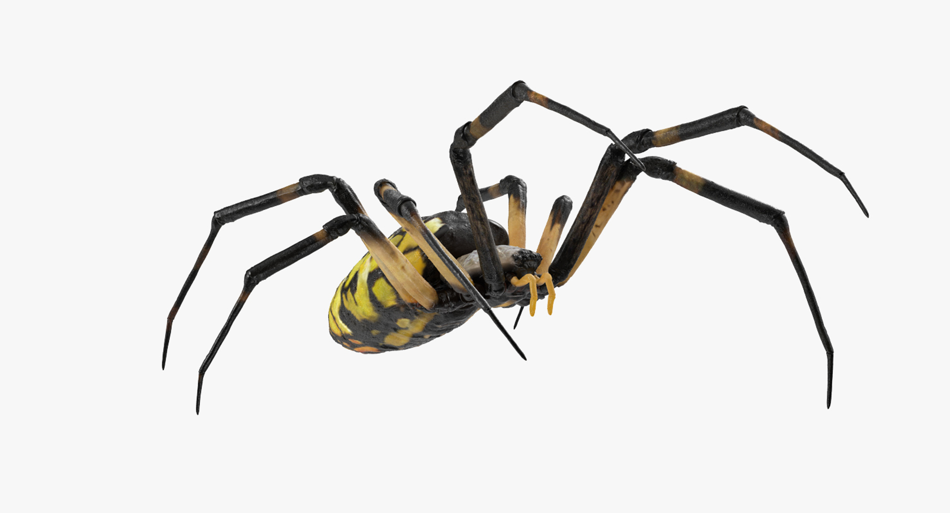 Writing Spider 3D - TurboSquid 1187127