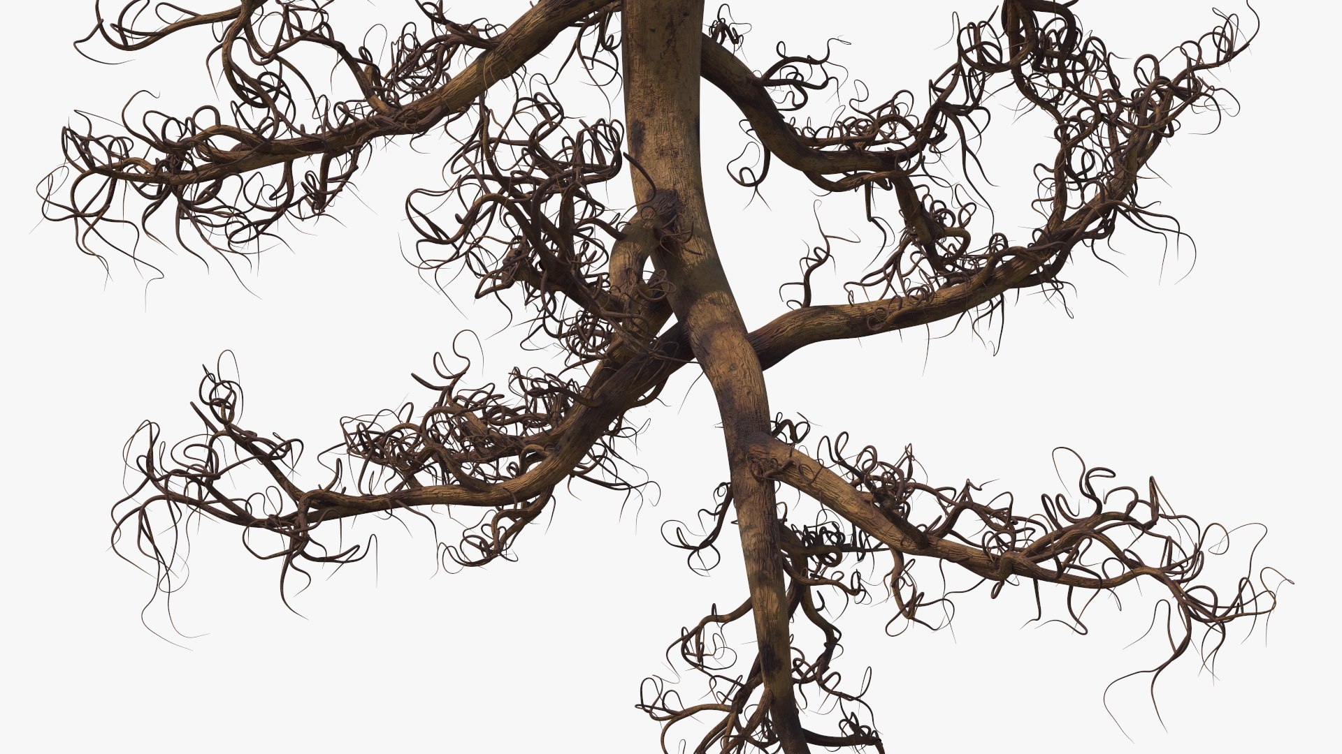 Plant Roots 3D Model - TurboSquid 2310779