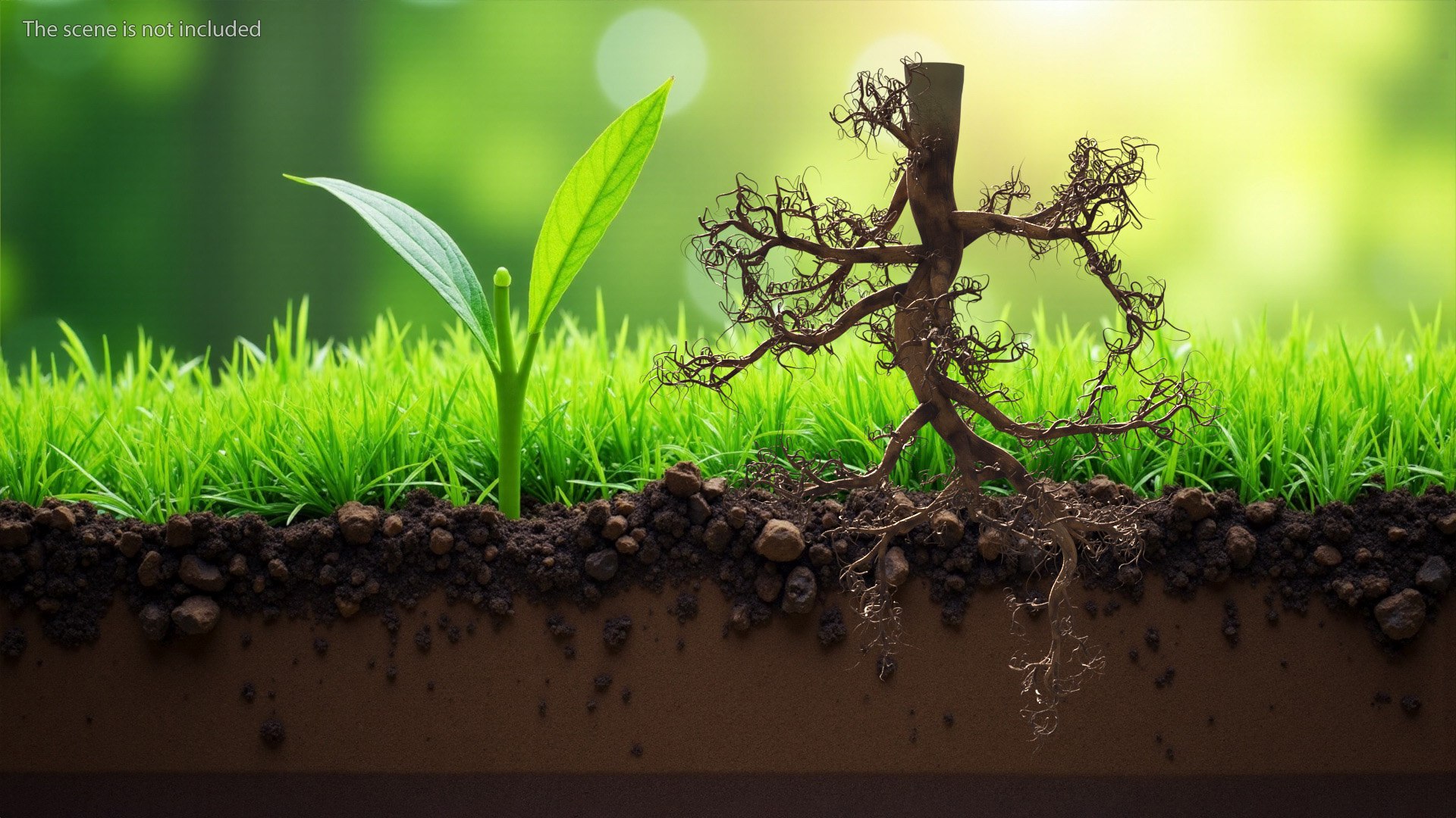 Plant Roots 3D Model - TurboSquid 2310779