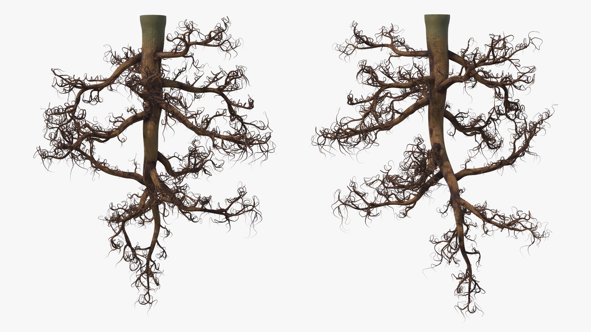 Plant Roots 3D Model - TurboSquid 2310779