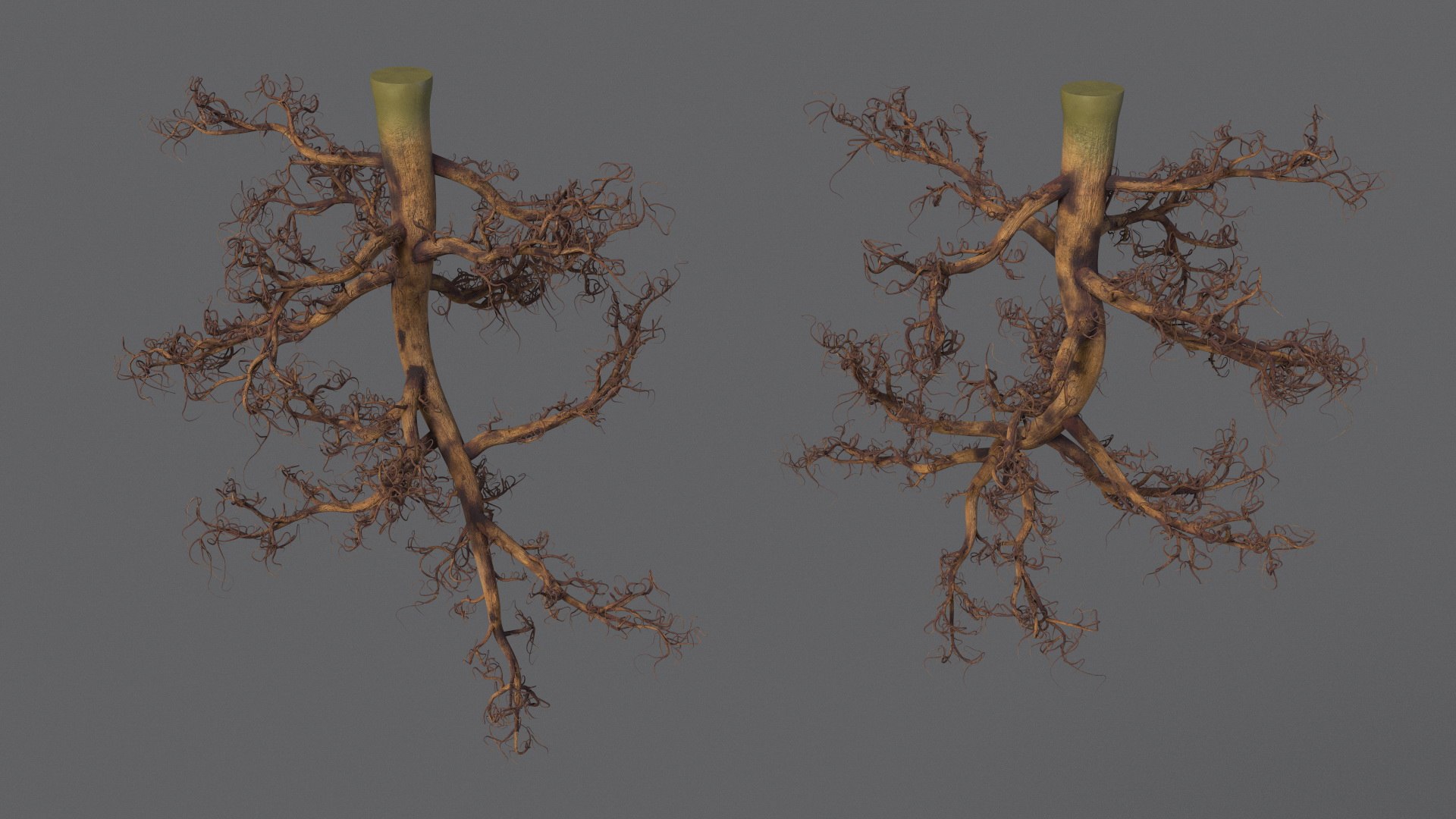 Plant Roots 3D Model - TurboSquid 2310779
