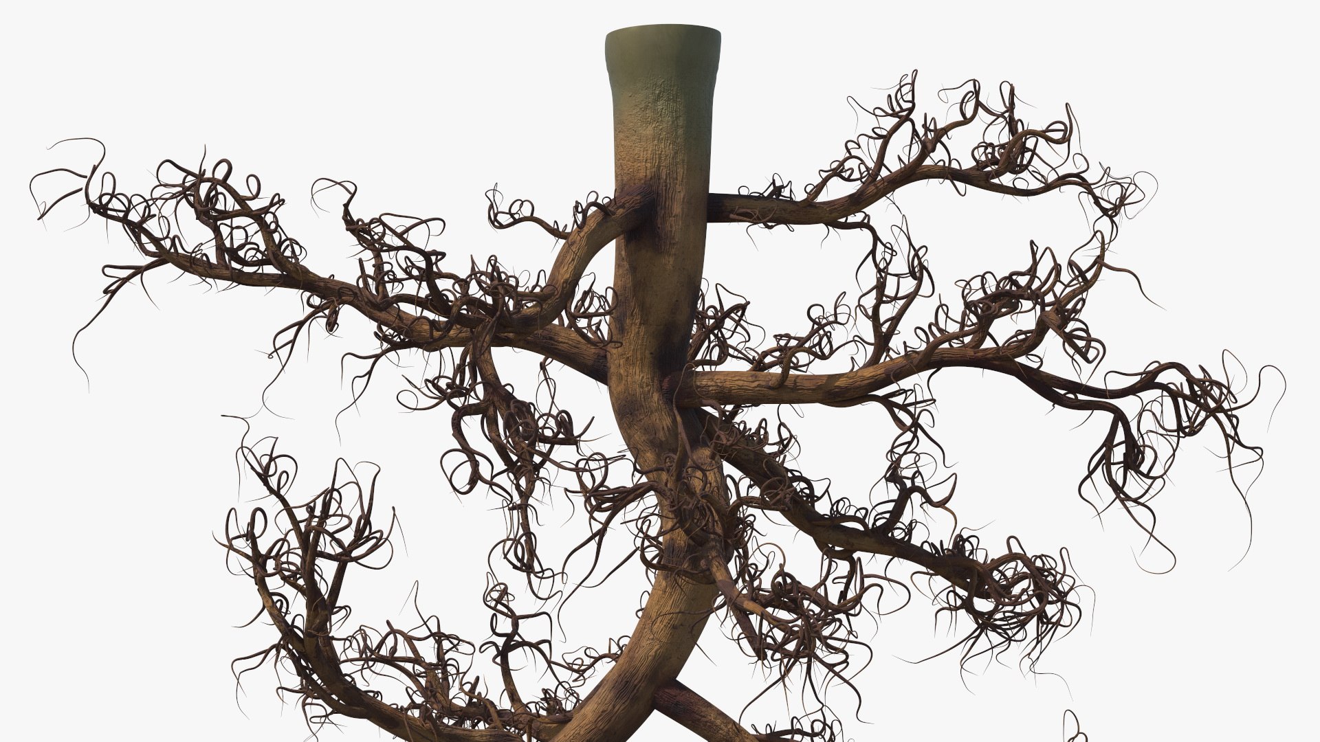 Plant Roots 3D Model - TurboSquid 2310779